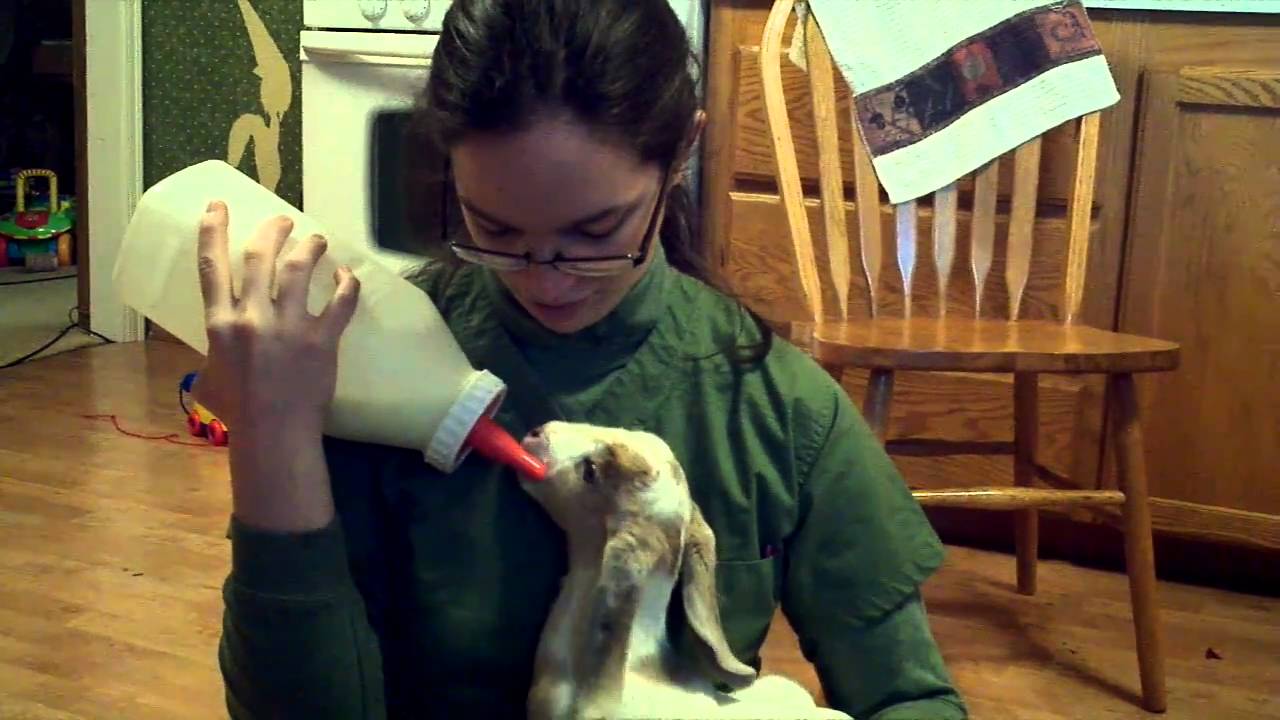 Newborn Goats - Nubian Boer cross (2 of 2) - YouTube