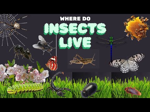 Where do Insects live|| Names of Insect Homes in basic english for ...
