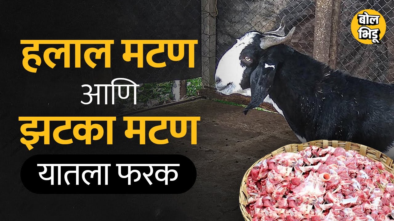 Halal Mutton आणि Jhatka Mutton हा मटणातला बेसिक फरक समजून घ्या | Bol ...