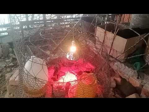 Kuv tus poj qaib hmoob dub nqaij daug me nyuam qaib dib kiag lawm thiab - YouTube