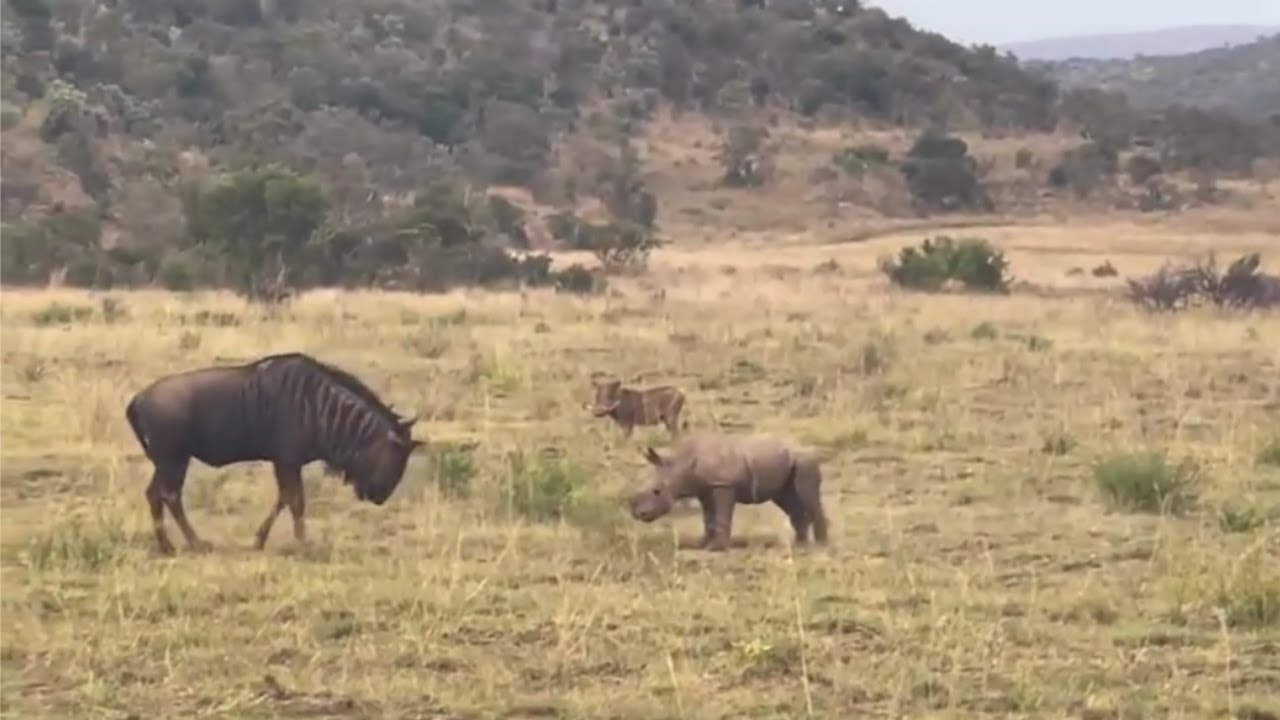 Baby Rhino charging a fully grown wildebeest - YouTube