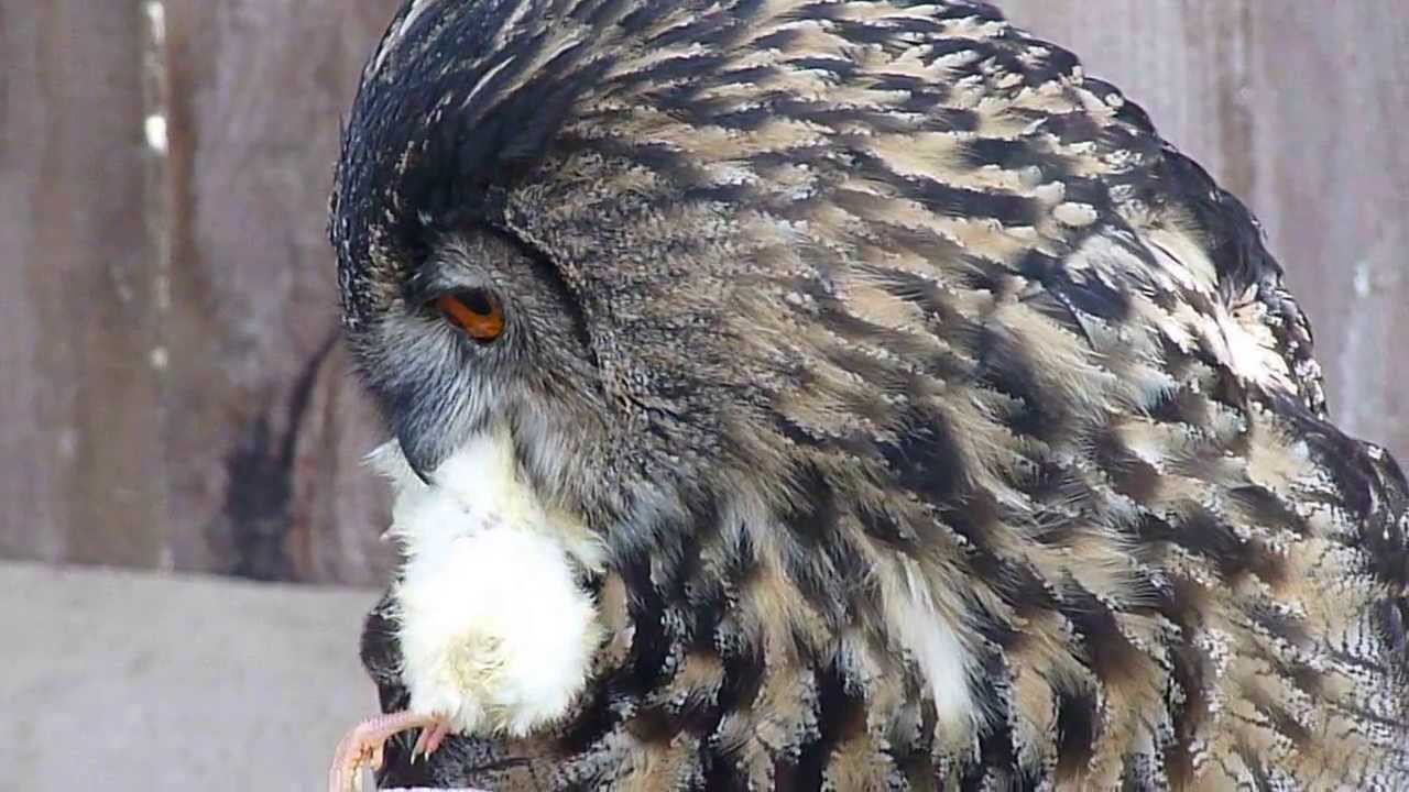 Uhu Fütterung, European Eagle-Owl feed, HD - YouTube