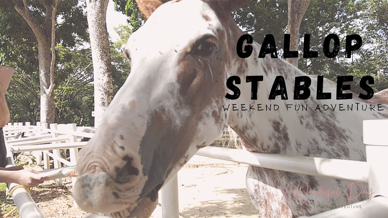 Horse Ride Experience at Gallop Stables - YouTube