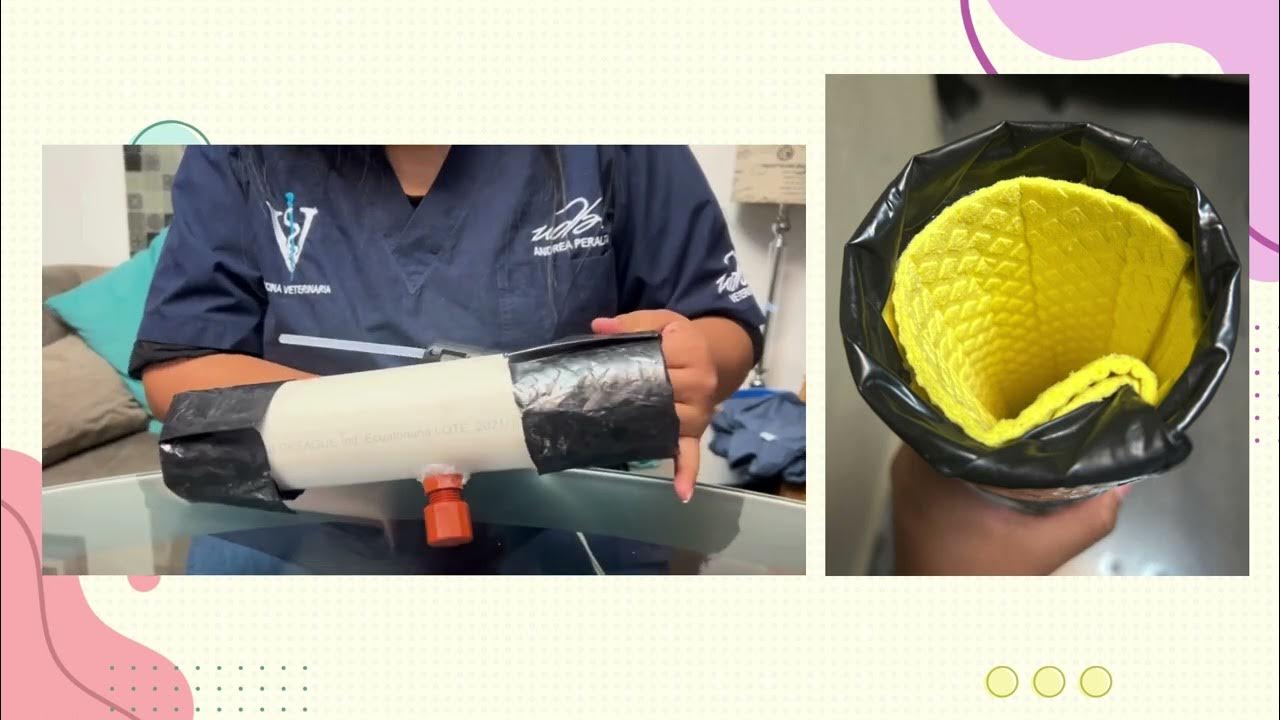 TÉCNICAS DE EXTRACCIÓN DE SEMEN EN BOVINOS: VAGINA ARTIFICIAL. - YouTube