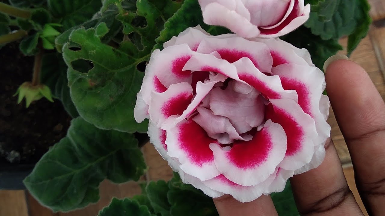 PROTEJA A SUA PLANTINHA DESSAS 3 COISAS - YouTube