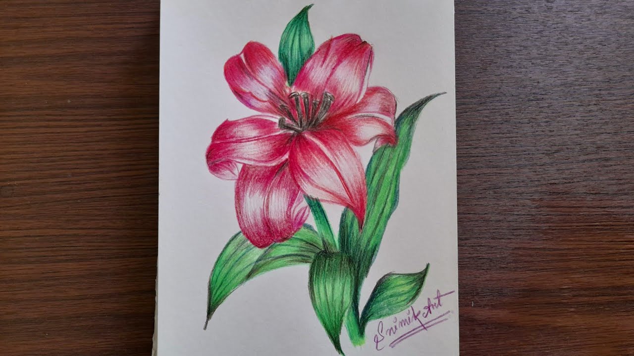 How To Draw A Lilly Flower Drawing Step By Step Tutorial | Flower ...