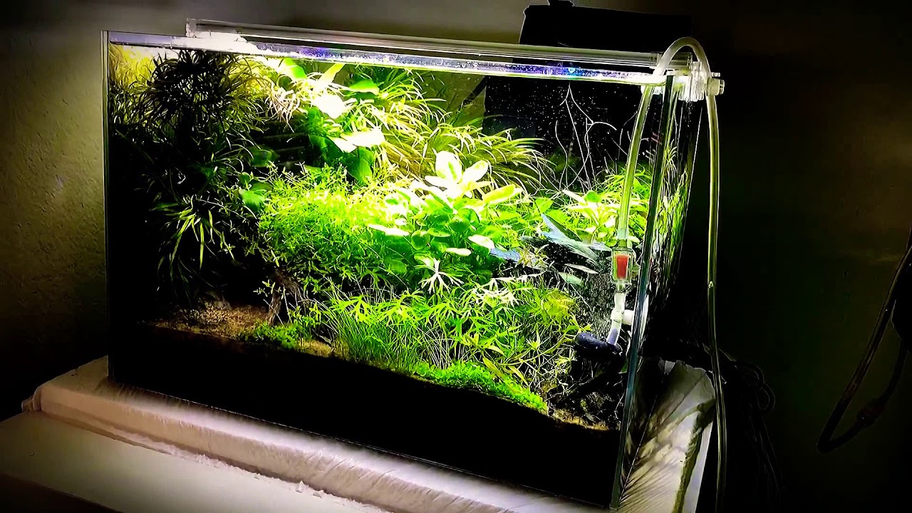 10G planted tank cinematic update 11/11/2019 - YouTube