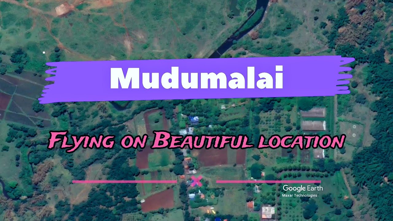 Excellent Mudumalai Forest for the Entertainment | Wonderful tourism ...