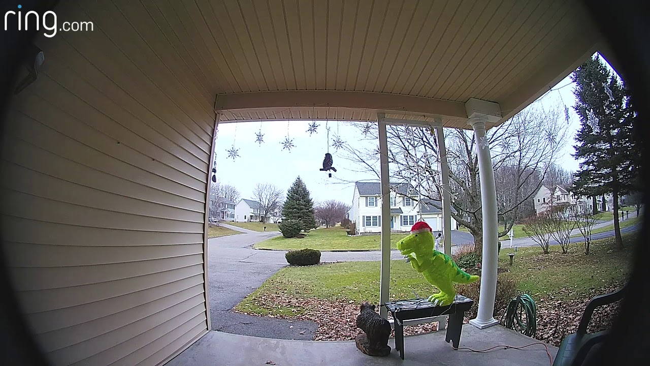 Damn it dog - YouTube