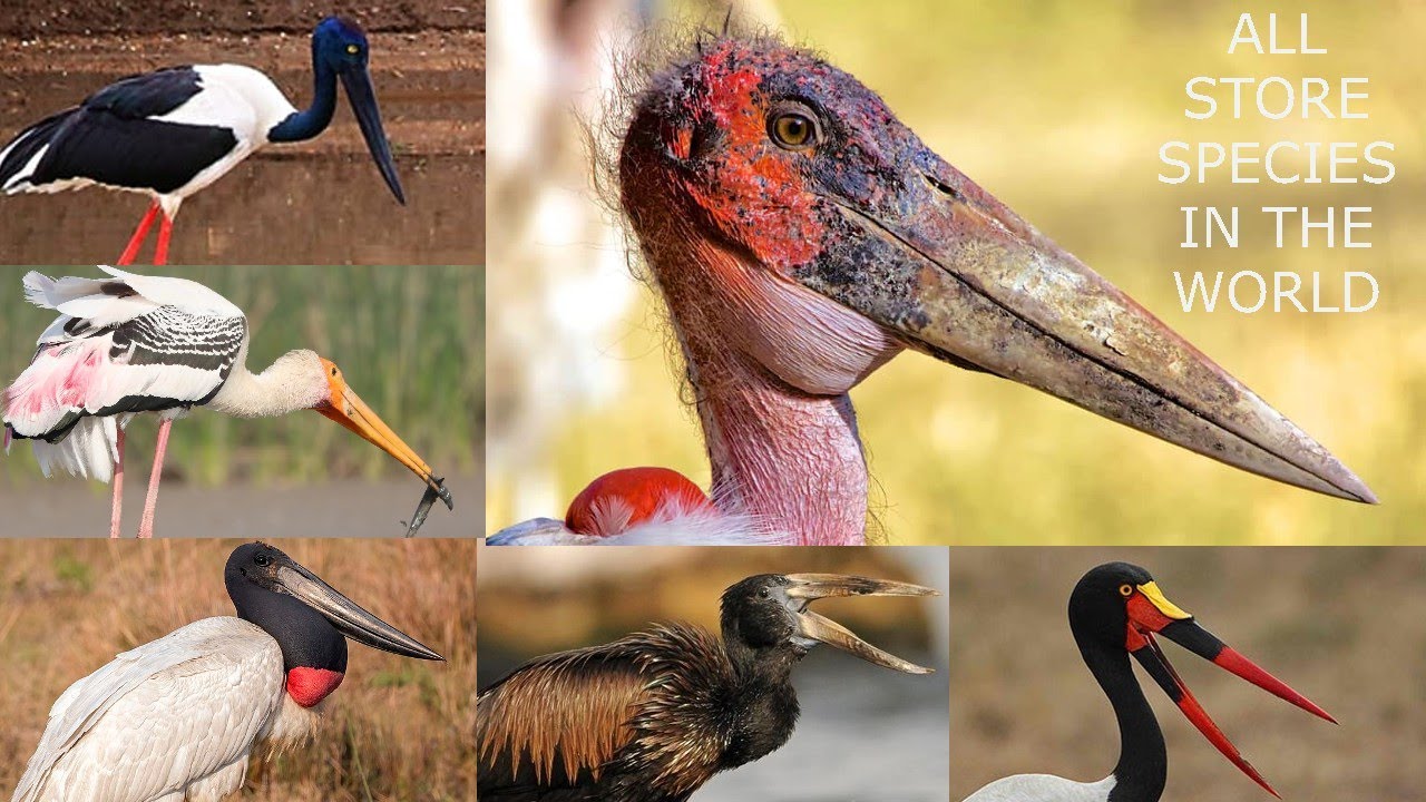 All Stork Species - types of stork - YouTube
