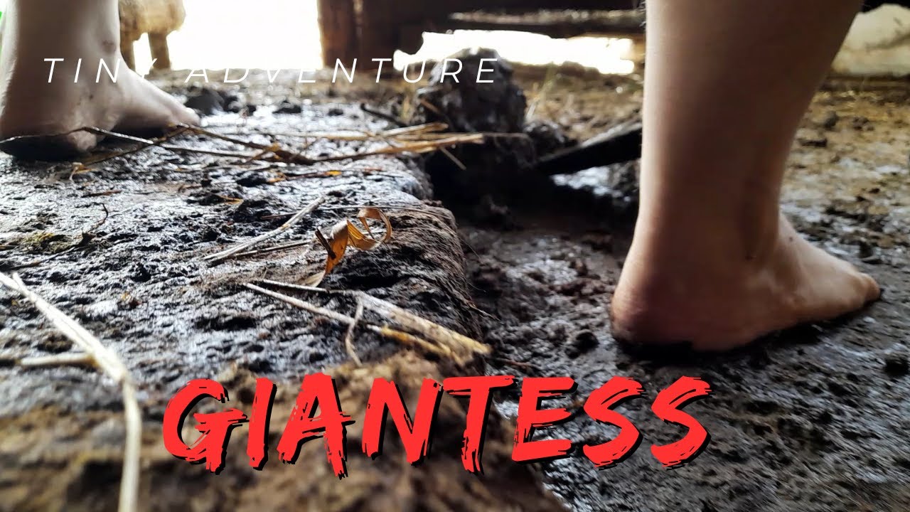 Cleaning the cow barn barefoot again - YouTube
