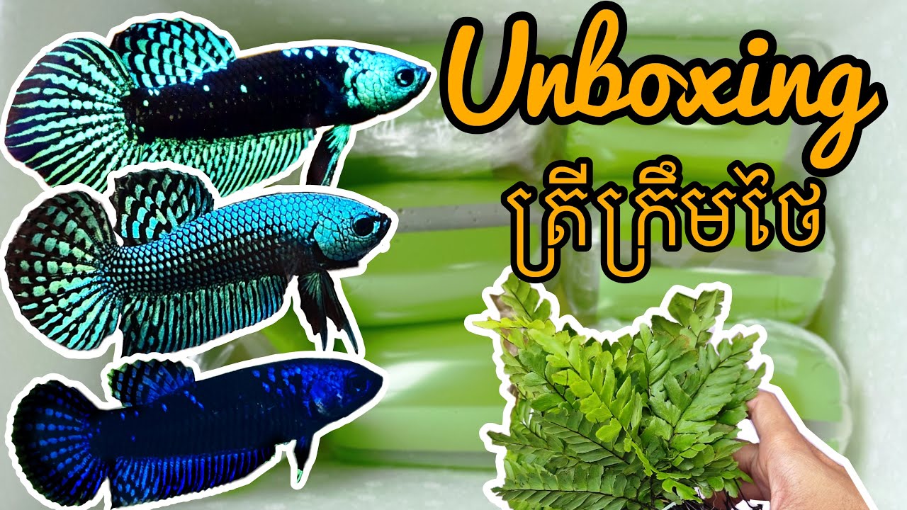 Unboxing ត្រីក្រឹមថៃ | Alien Samurai #betta #cupang - YouTube