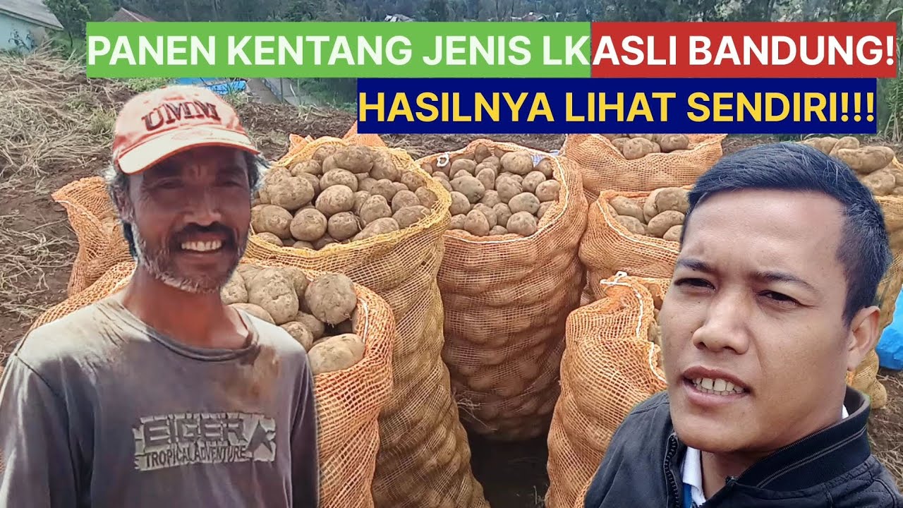 BIBIT KENTANG BARU G2 ASAL BANDUNG‼️ JENIS KENTANG LK MEMANG BERBEDA ...