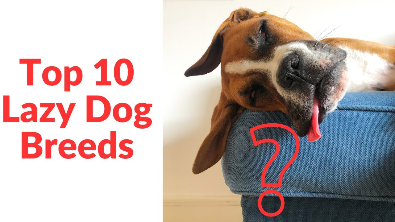 Top 10 Lazy Dog Breeds That Will Make You Want to Chill All Day - YouTube