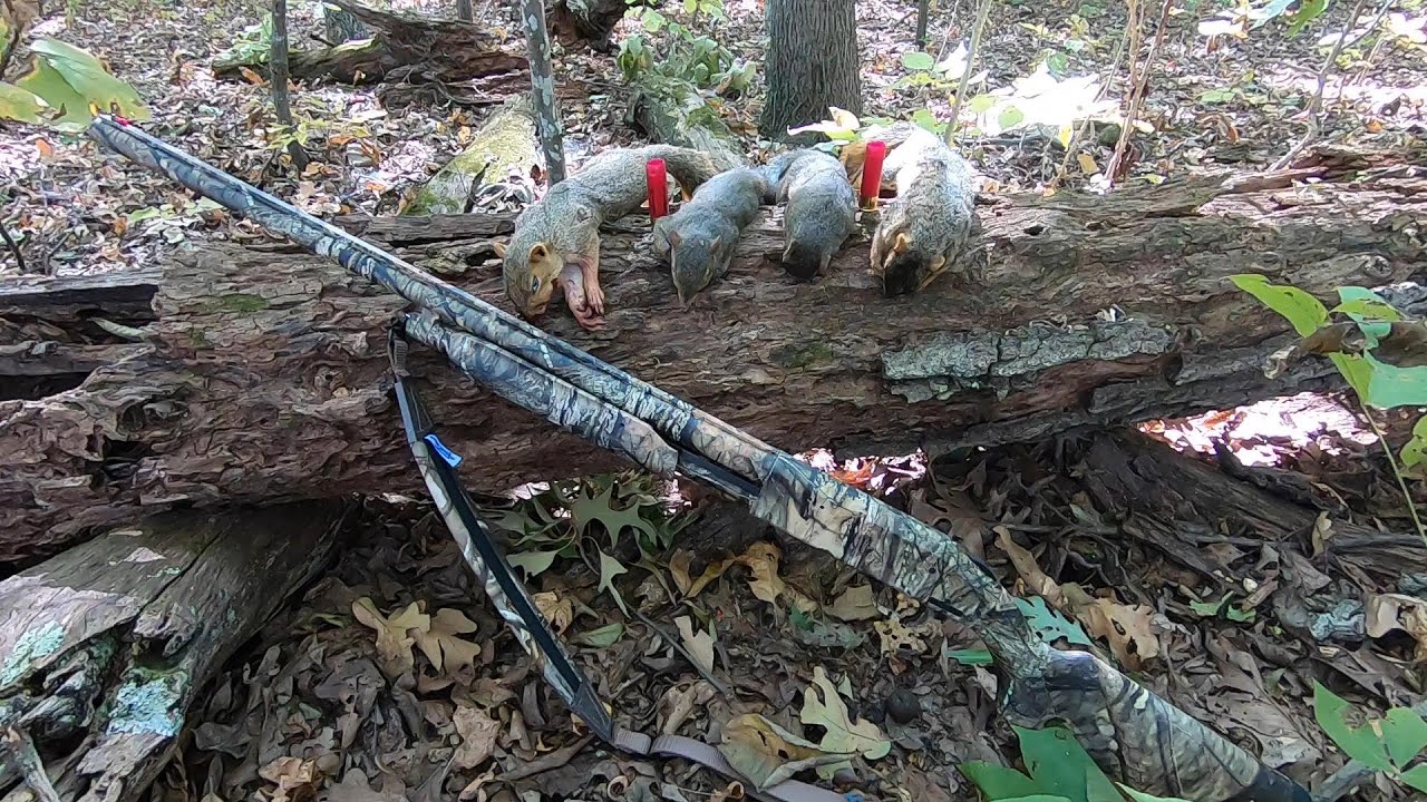 KENTUCKY PUBLIC LAND SQUIRREL HUNT - YouTube