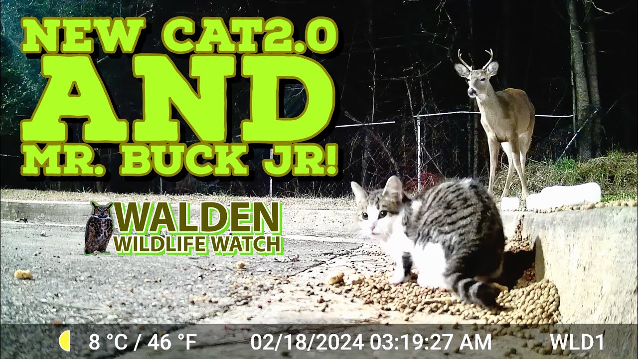 New Cat2.0 joins Mr. Buck Jr. for late-night supper! 🎥😻🦌 - YouTube
