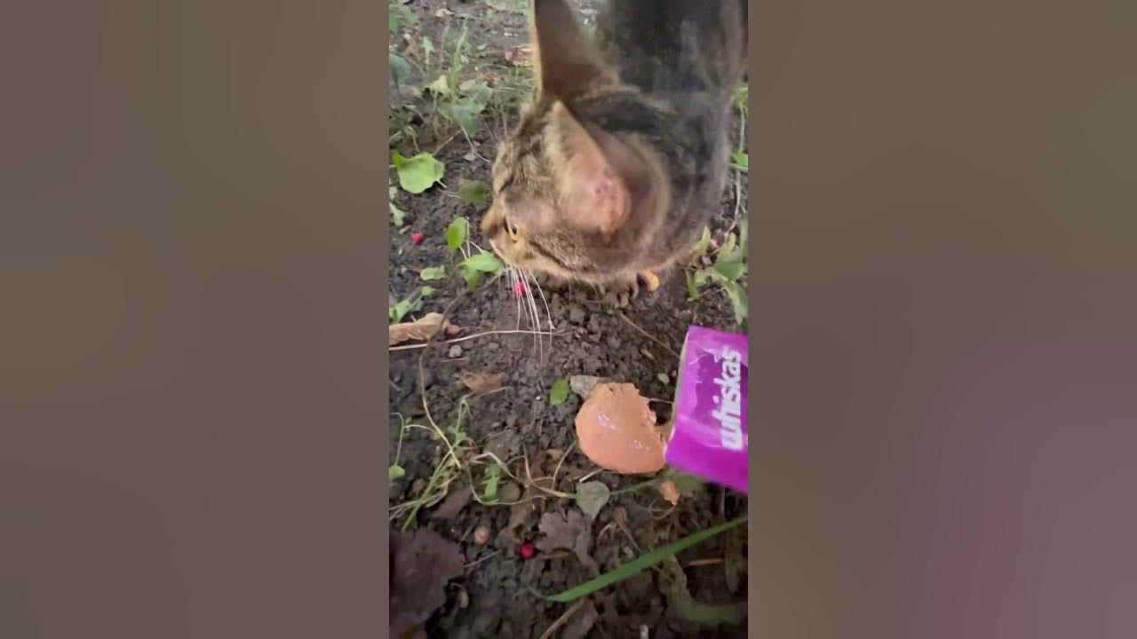Мы покормили кота Юху 2 часть Youtube