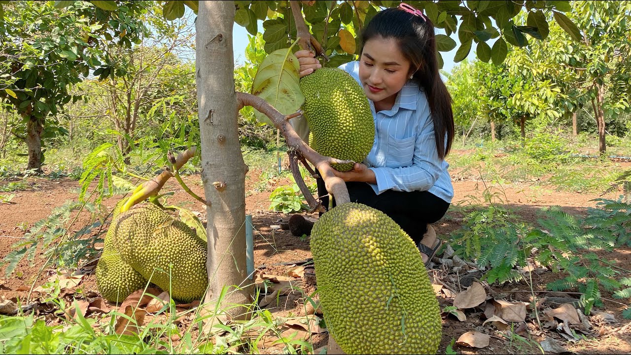 Wow, pick ripe jackfruit on the ground / Jackfruit with sticky rice ...