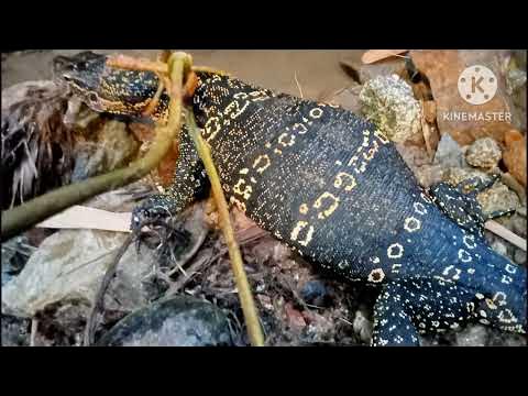 tham ci thiab ntxhoo lawv cov nus muas qhov teeb meem zoo li cag tiag - YouTube