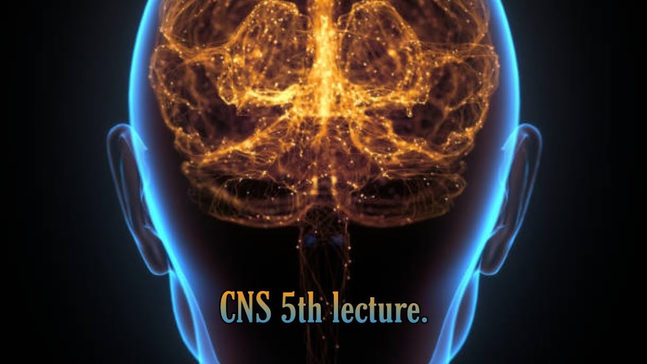 CNS 5th lecture. - YouTube