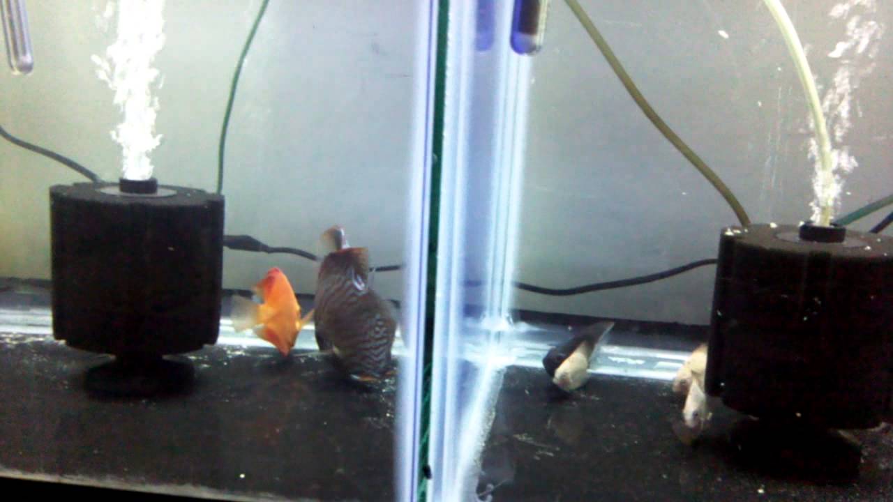 Internal Sump with K1 bio media - YouTube