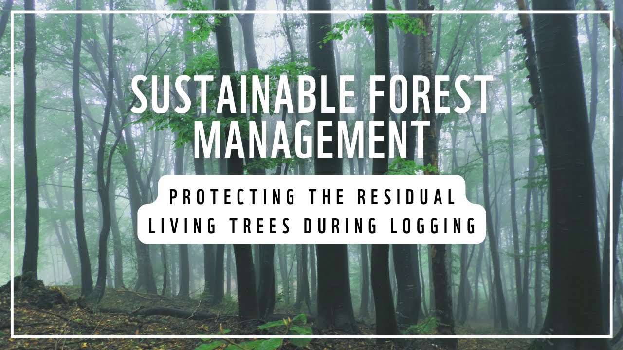Protecting residual living trees during logging | Sustainable Forest ...