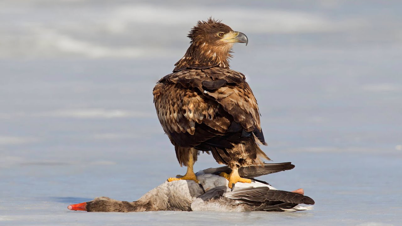 White Tailed Eagle Attack Greylag Goose - YouTube