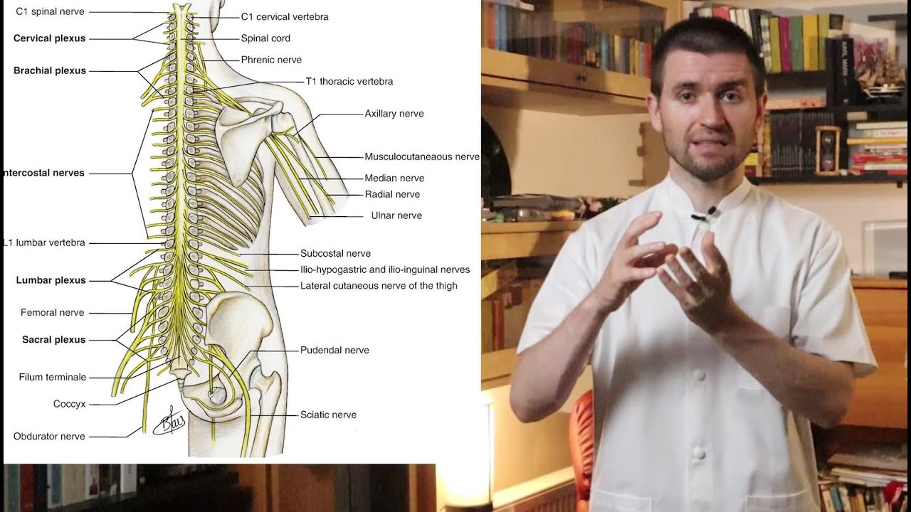 Nervii spinali - YouTube