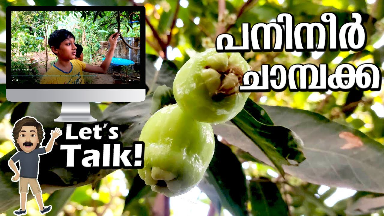 പനിനീർ ചാമ്പ | Panineer Chambakka | Apple Chamba | Syzygum Jambos - YouTube