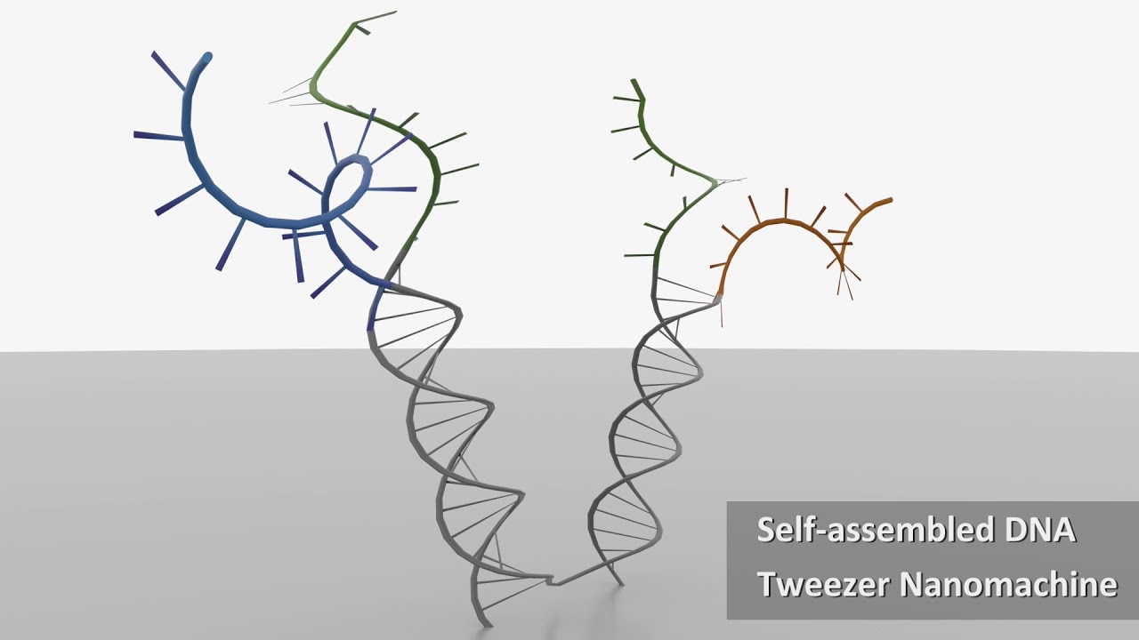 Self-assembled DNA Tweezer Nanomachine - YouTube