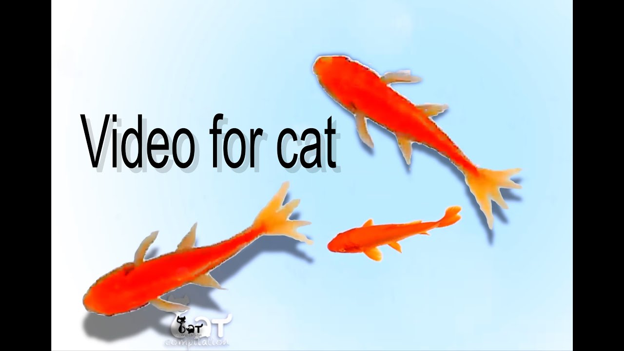 Video for cat Jeu pour chat : game for cat Mettez votre chat devant ...