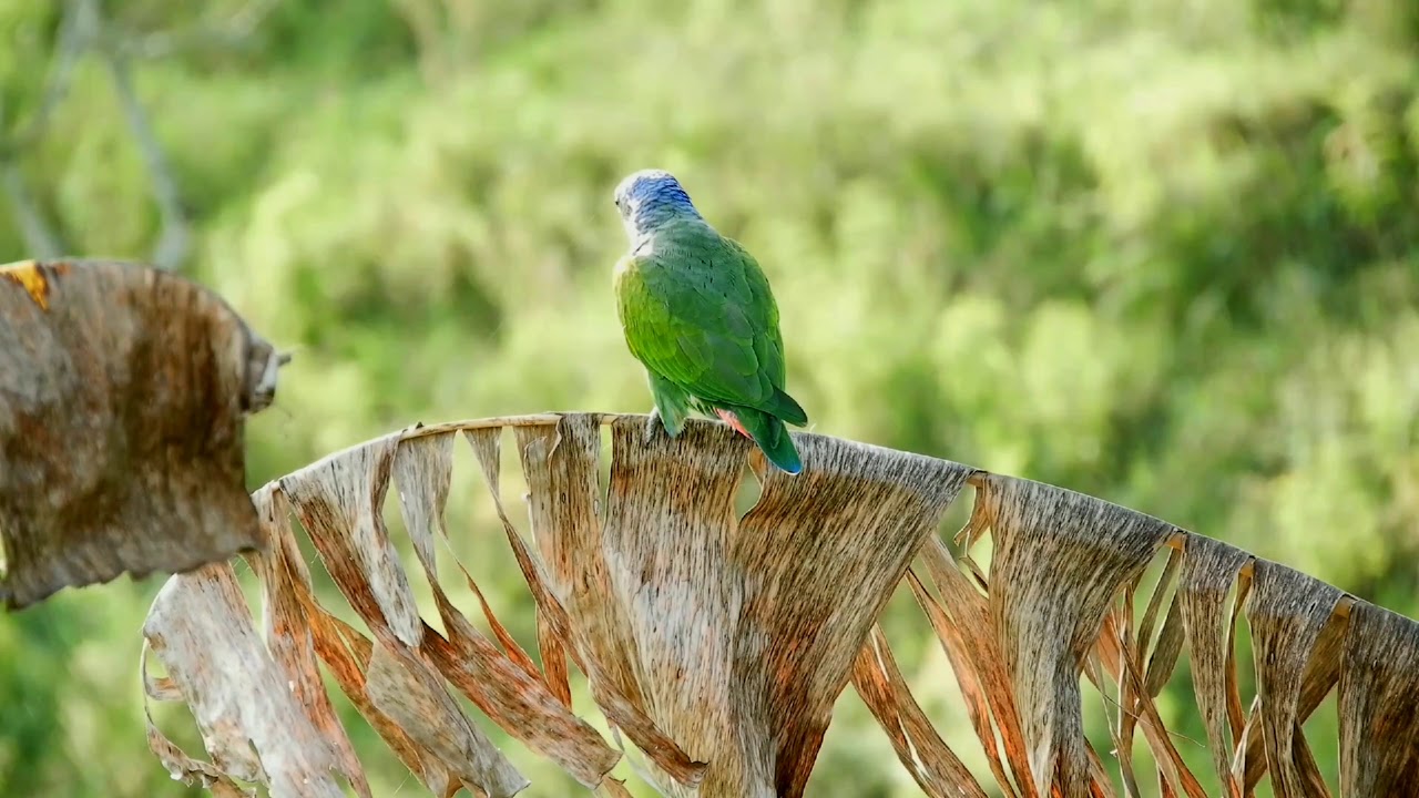 Beautiful Parrot and Dove - YouTube