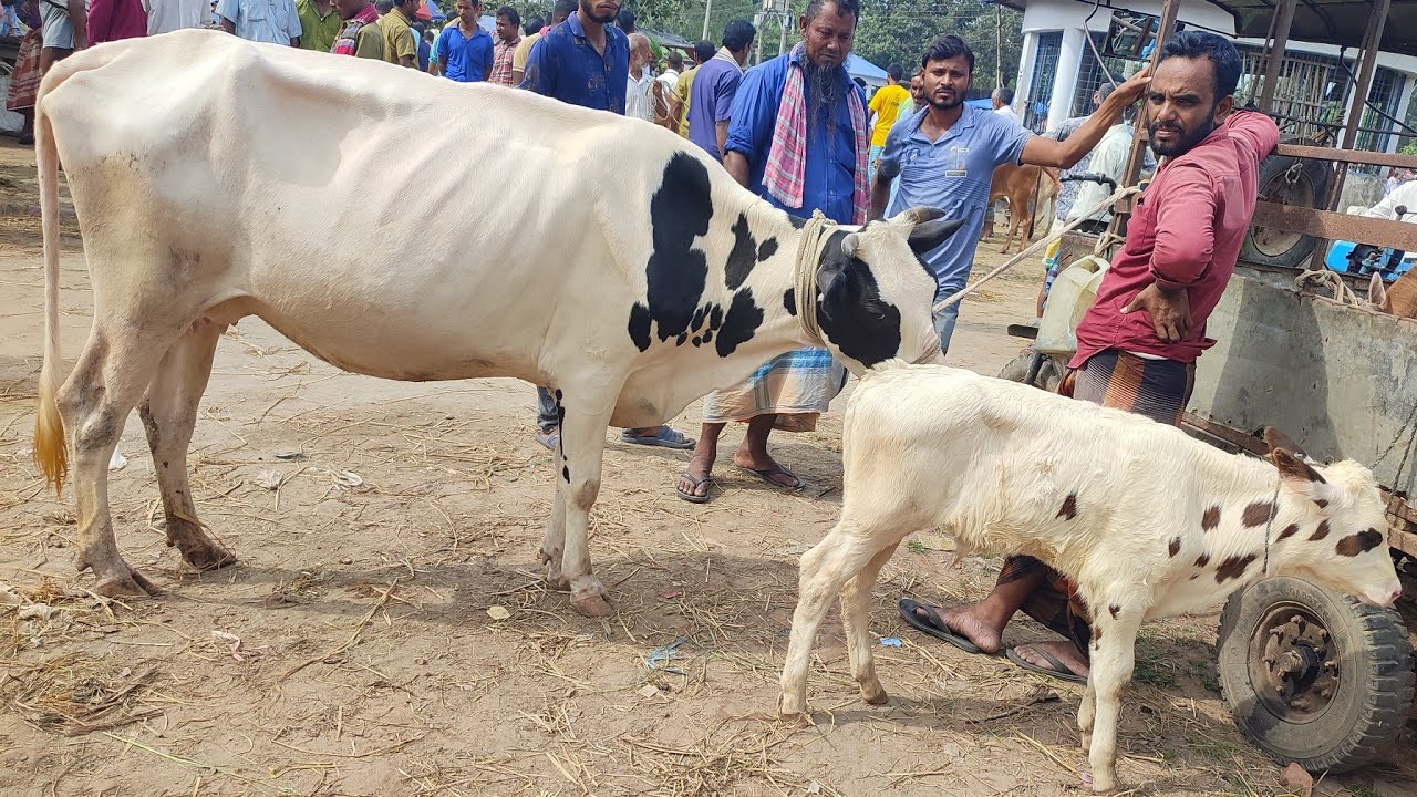 আজ ৭ সেপ্টেম্বর | ৬/৮/১০ লিটার দুধের হলিষ্টিন ফ্রিজিয়ান গাভী বাছুর ...