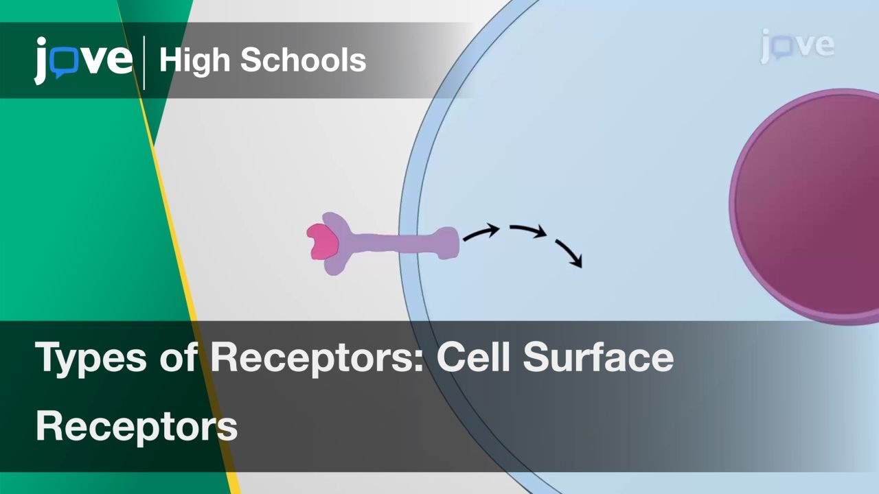 Types of Receptors: Cell Surface Receptors | Cell Bio | Video Textbooks ...