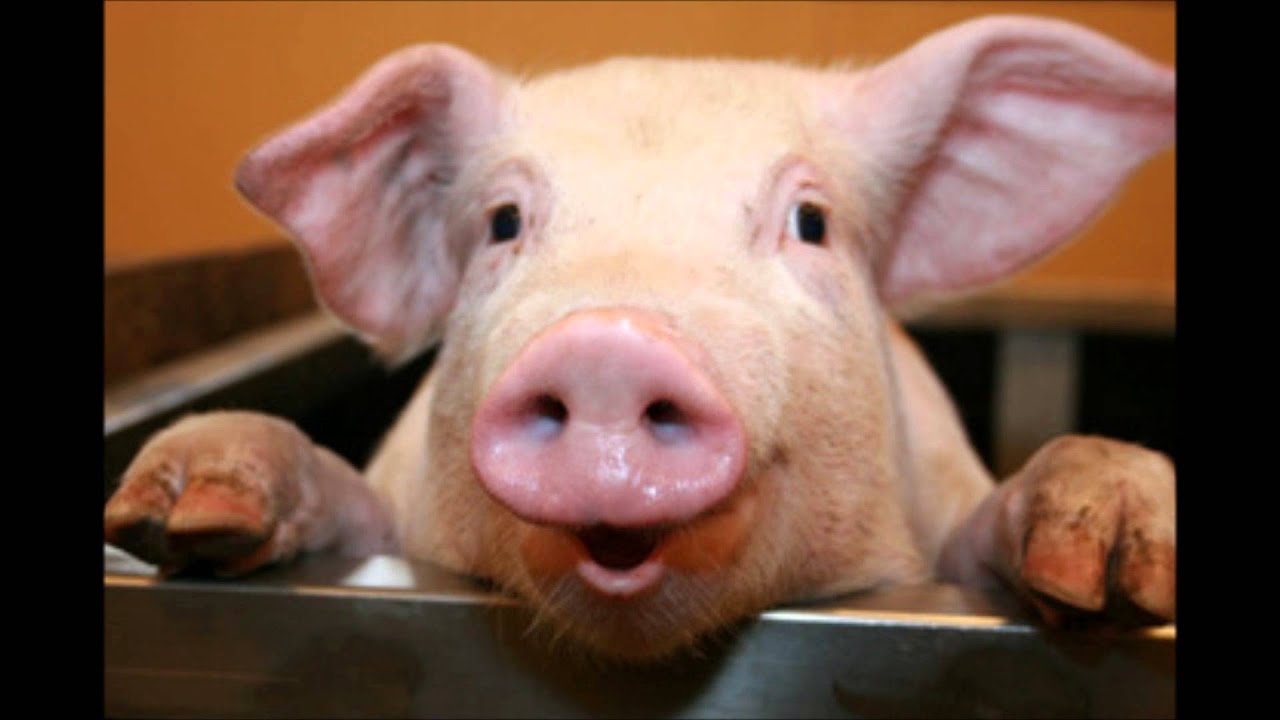 March of the Easter Pig (M.O.E.P.) - YouTube