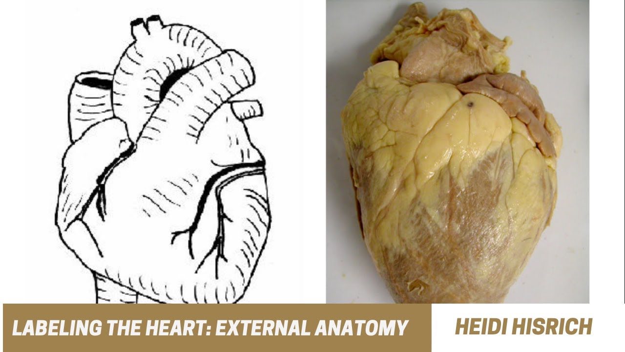 Real Heart Pictures Labeled Anatomy Clipart