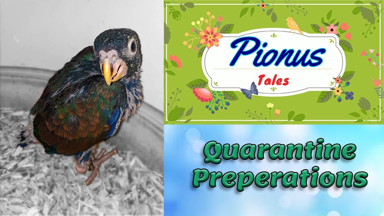 Getting a Baby Pionus Parrot | Setting up Quarantine - YouTube
