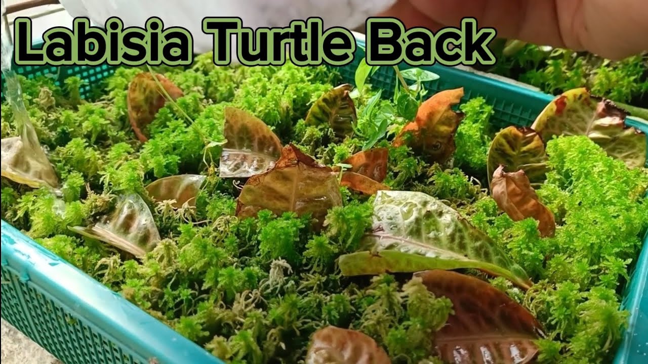 Labisia Turtle Back Propagation. - YouTube