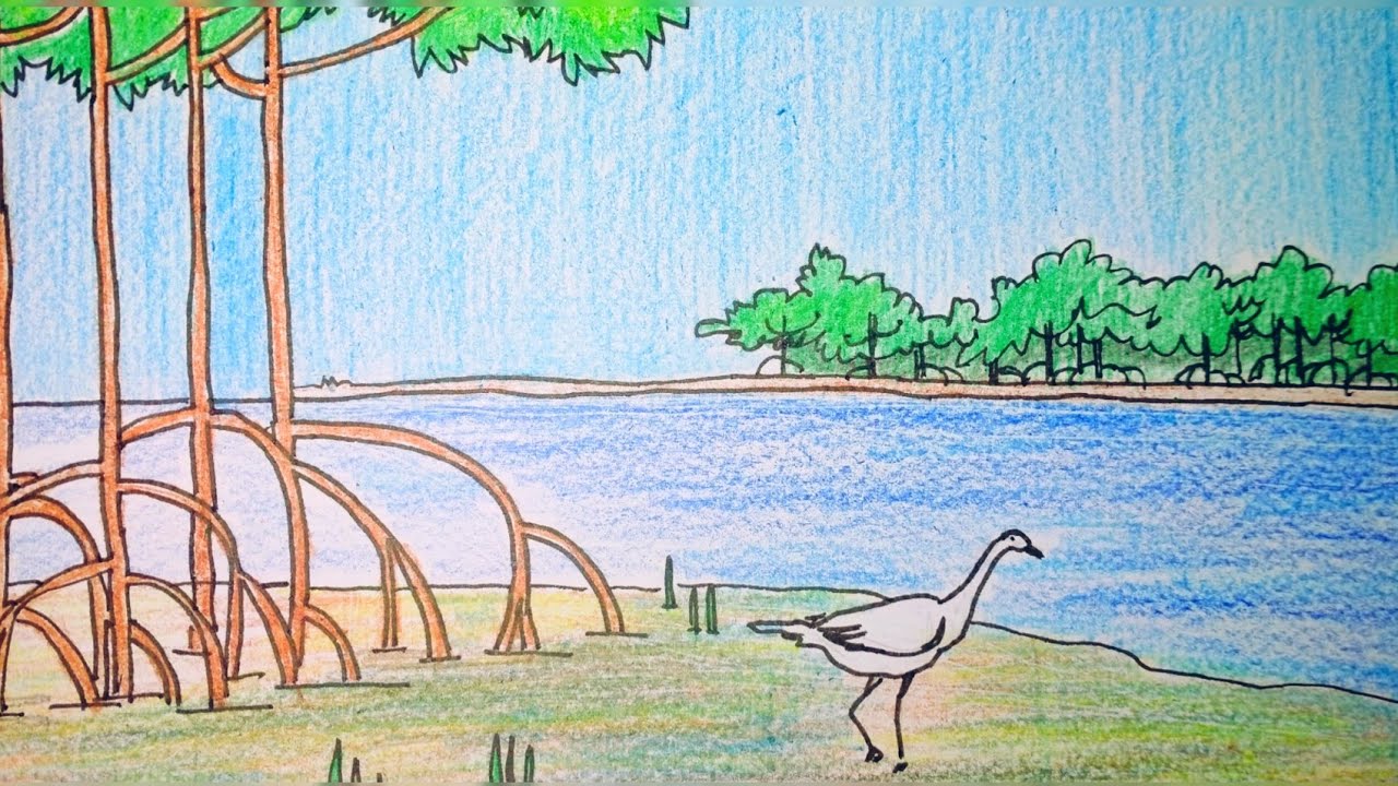 Daily Art|How to draw Mangroves - YouTube