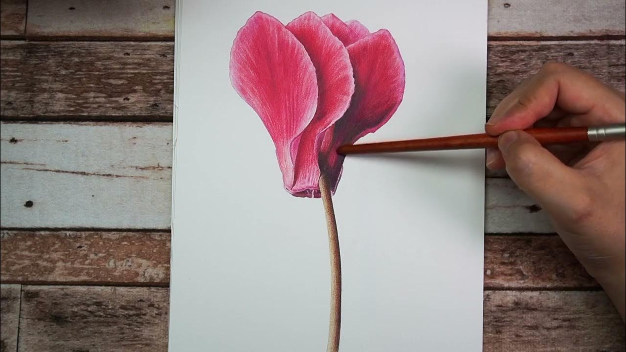 시클라멘 보태니컬 색연필 드로잉 Botanical Drawing 🖌기억력 강화를 위한 시니어 반려식물 컬러링북 Youtube
