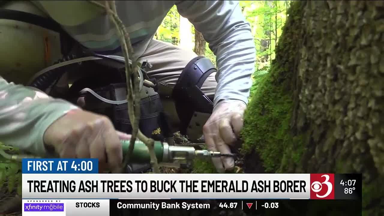 Williston conservation officials among those treating infected ash ...