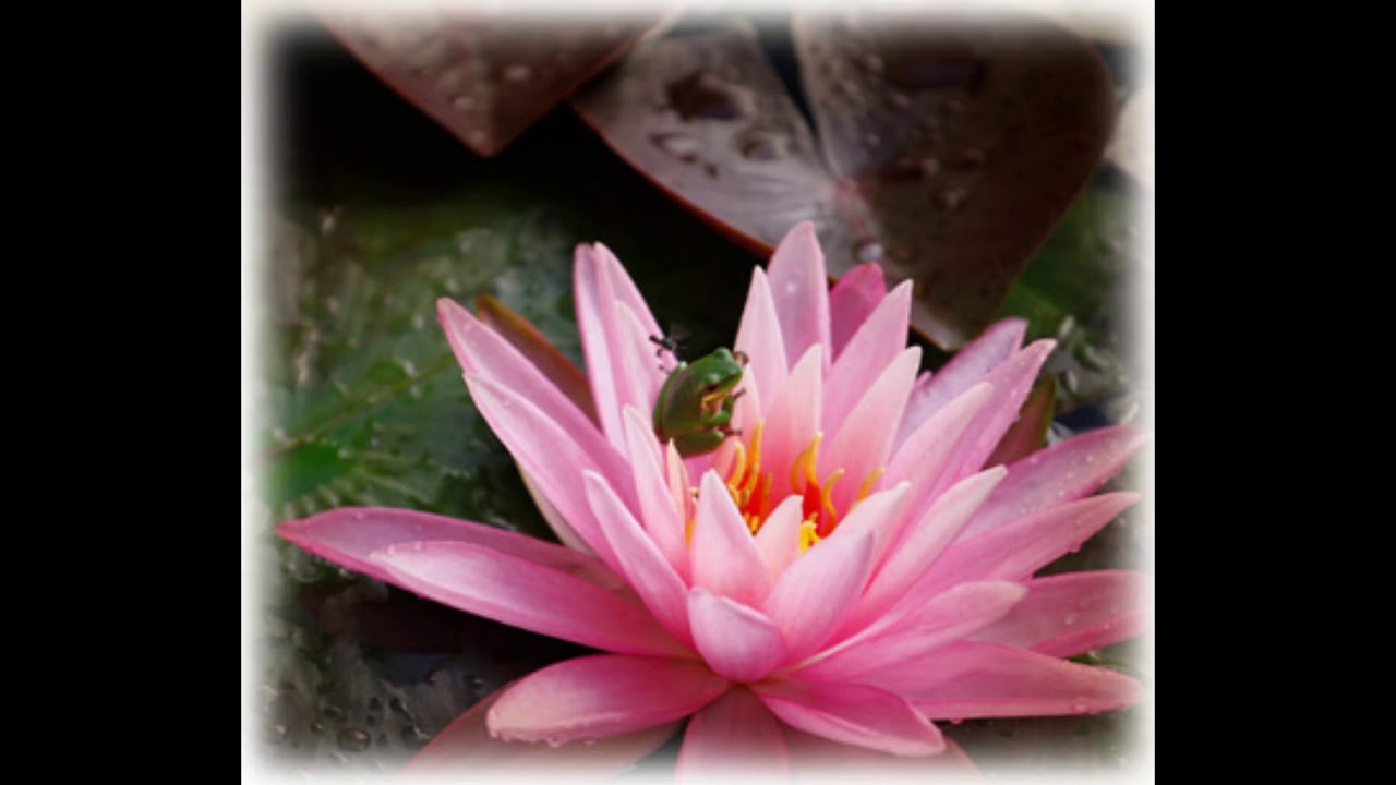 Meditación para conectar con la calma y la paz interna - YouTube