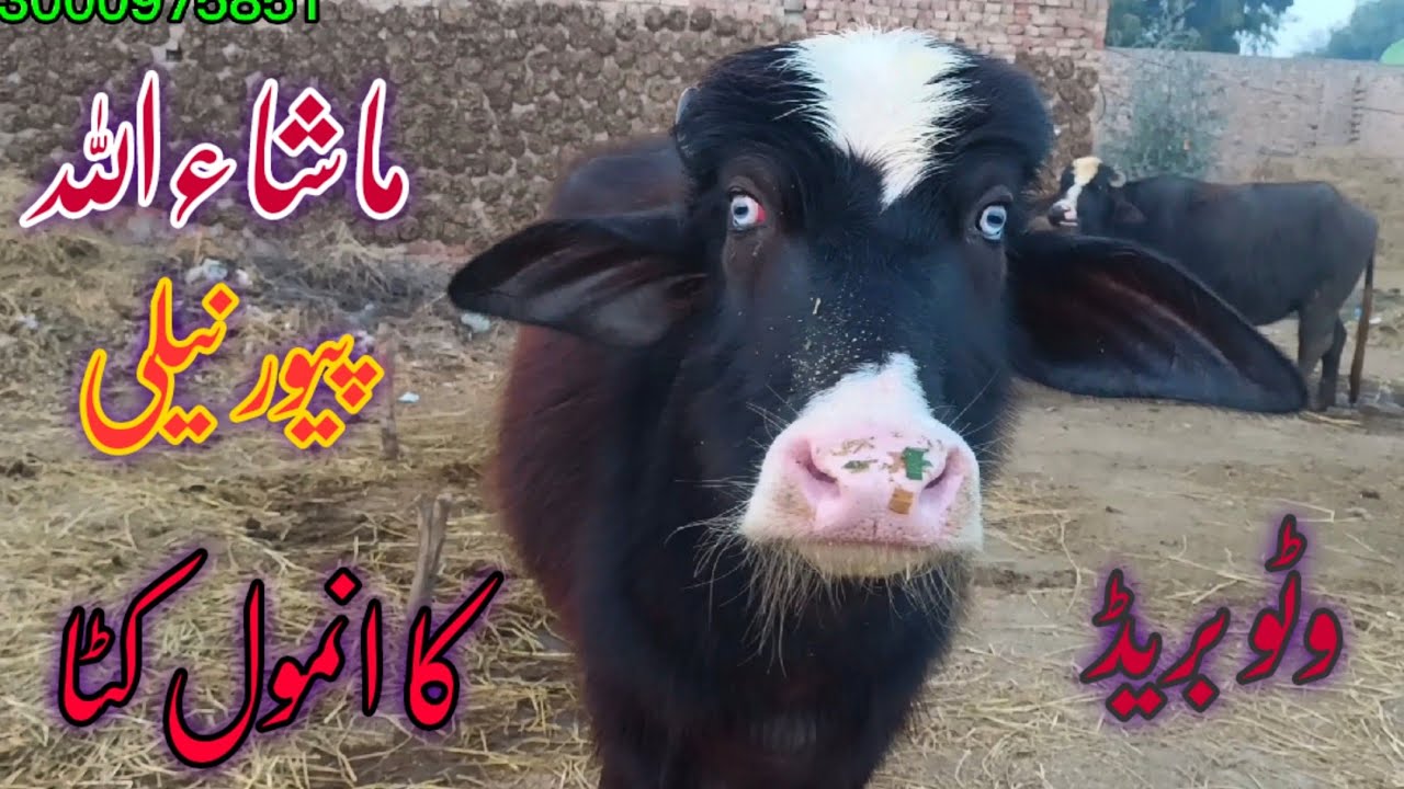 Top Nili Bull //Nili Ravi cattle for sale in punjab pakistan on ...