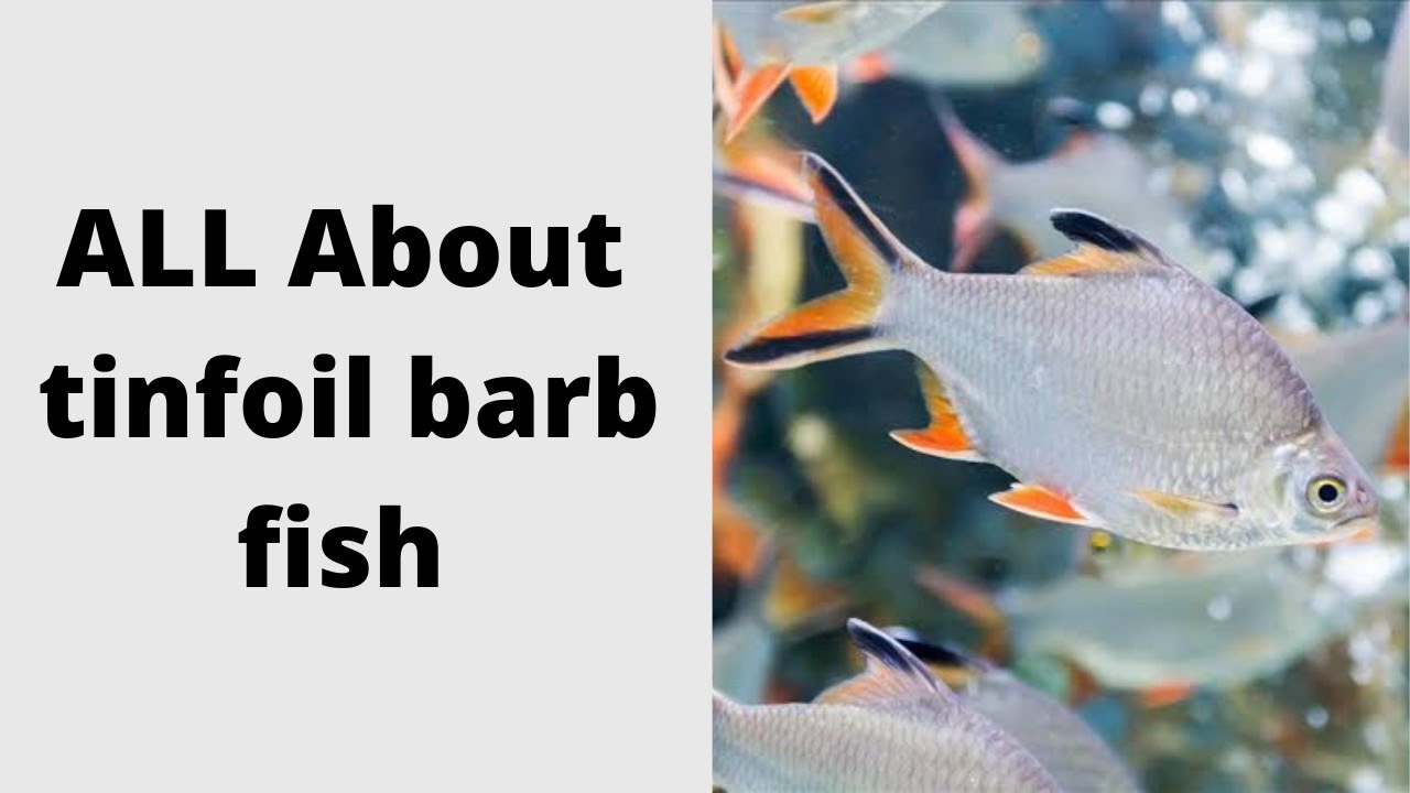All About Tin foil Barb ||temperature|| ph || || cycle || tankmates ...