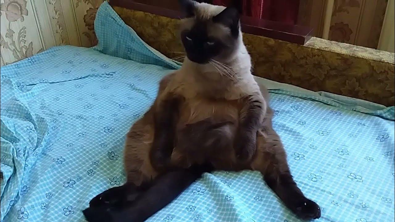 Кот Матис сидит - YouTube