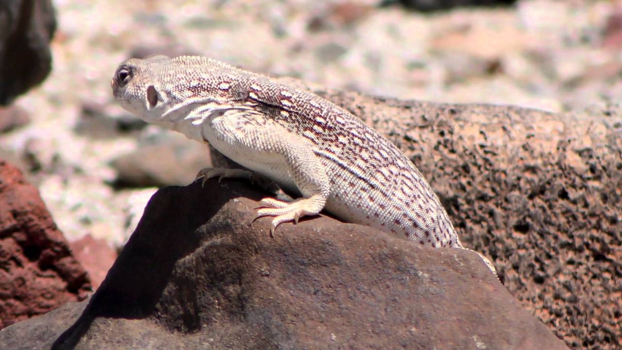 Northern Desert Iguana (4K UHD) - YouTube