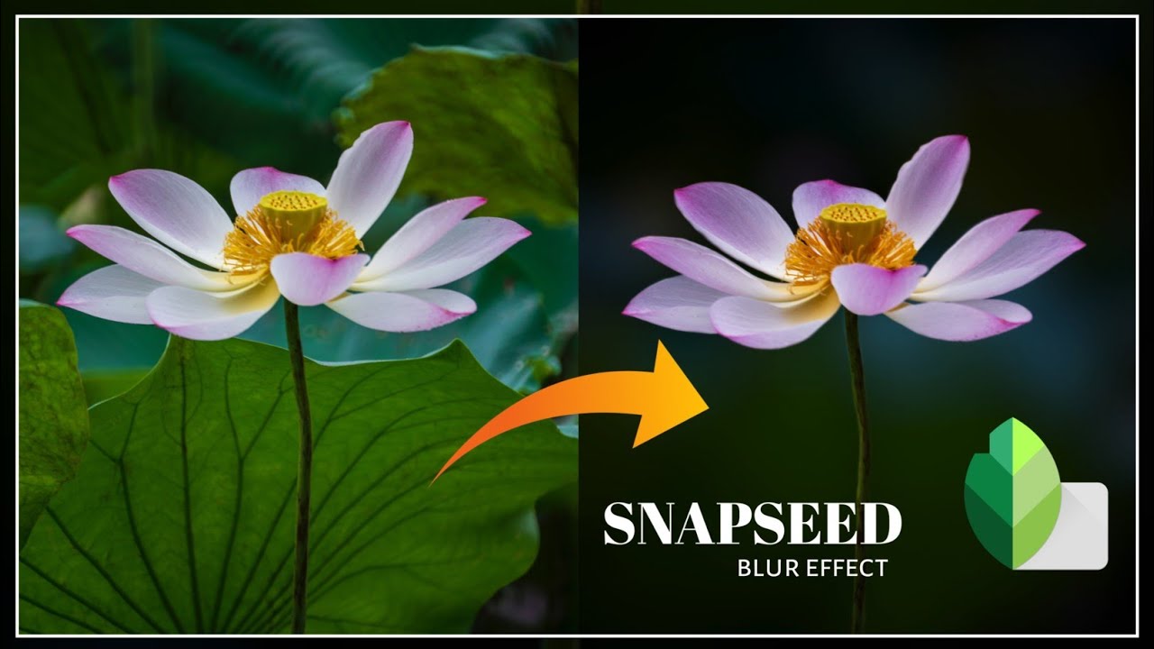 Portret Flower Photo Editing |Blur Effect ।Snapseed Flower Photo ...