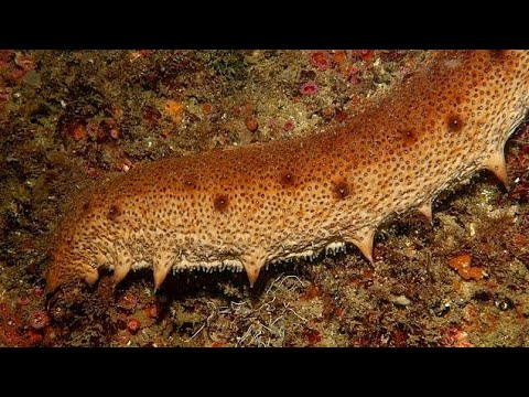 DENİZ HIYARI. #denizhıyarı #seacucumber #hayvan #animals #world #science #balık #birds #lion