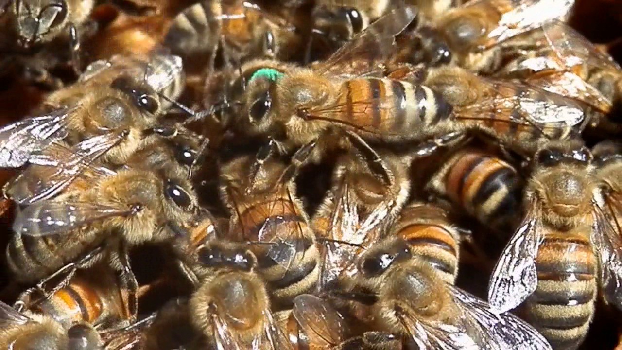 ape regina depone uova - YouTube