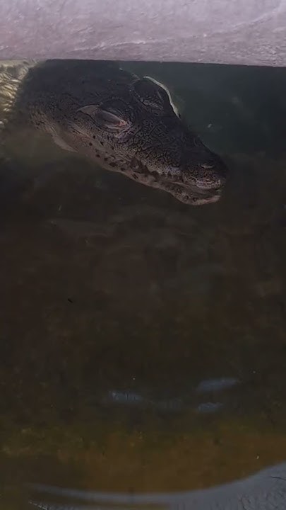dándole de comer a mi cocodrilo Louis #cocodrilo #reptiles #mundoanimal #shorts #mascotas - YouTube